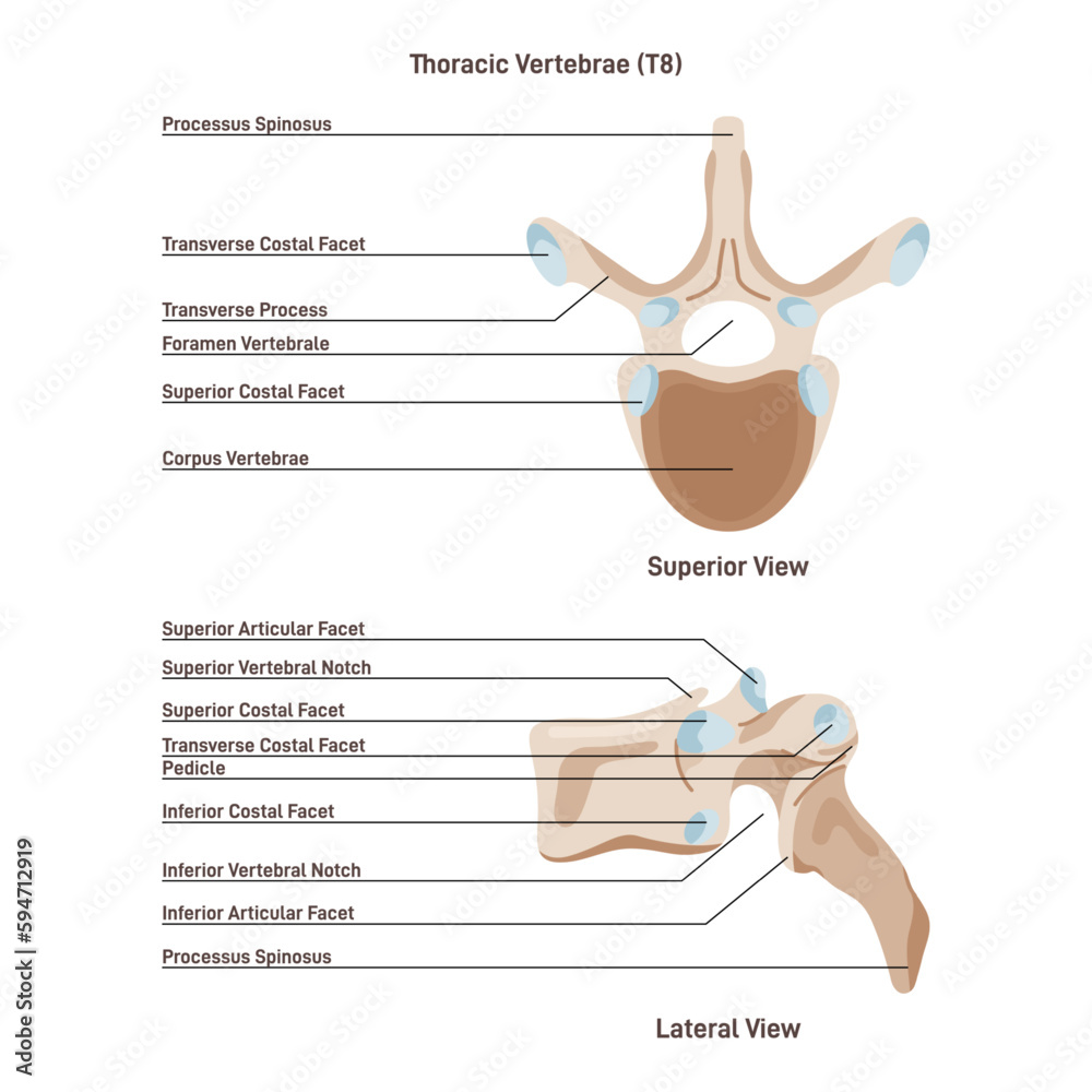 Vetor de Thoracic vertebra. Middle segment of the vertebral column ...