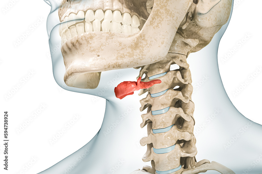 Hyoid bone in red color with body 3D rendering illustration isolated on ...