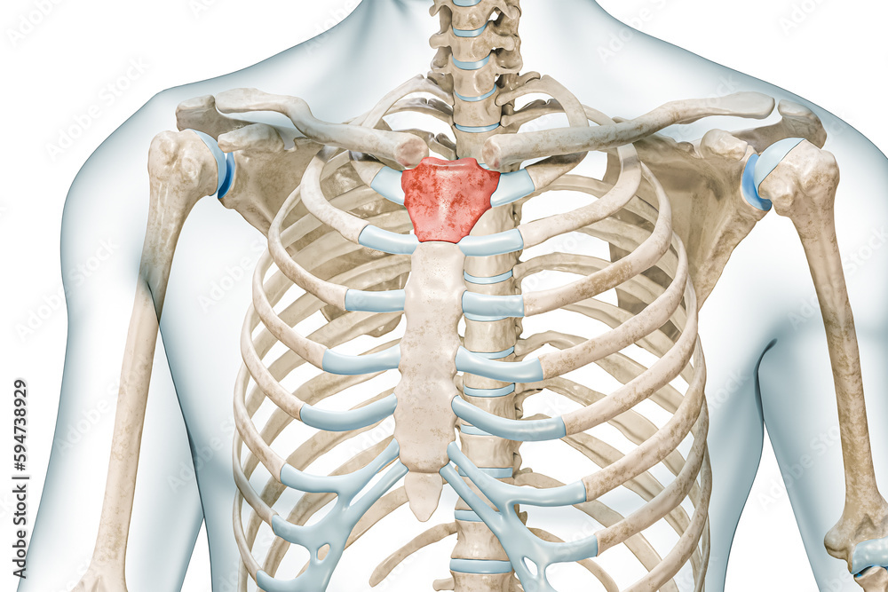 Manubrium bone in red color with body 3D rendering illustration isolated on white with copy ...