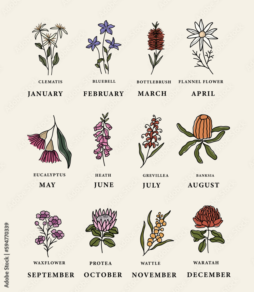 Line art Australian birth month flower set Stock Vector | Adobe Stock