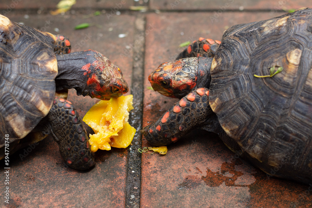 Jabuti comendo Carambola Stock Photo | Adobe Stock
