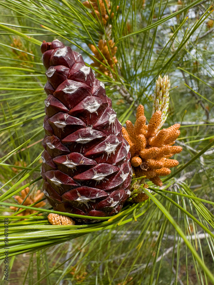 Red pine species and cones growing in dense forests in the Aegean ...