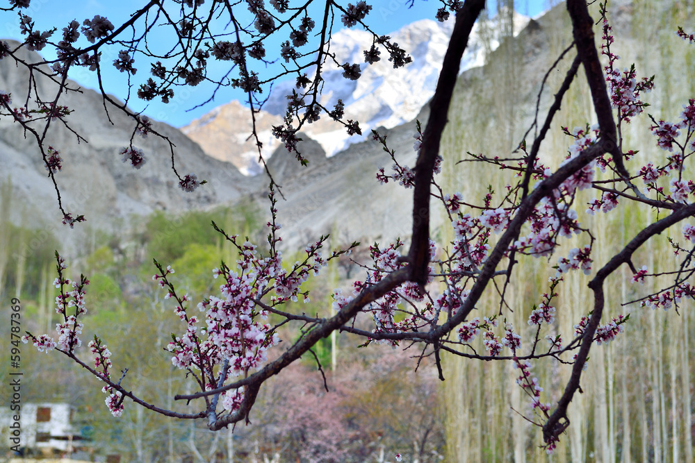 Cherry fruit tree branches with its flowers in Cherry Blossom season ...