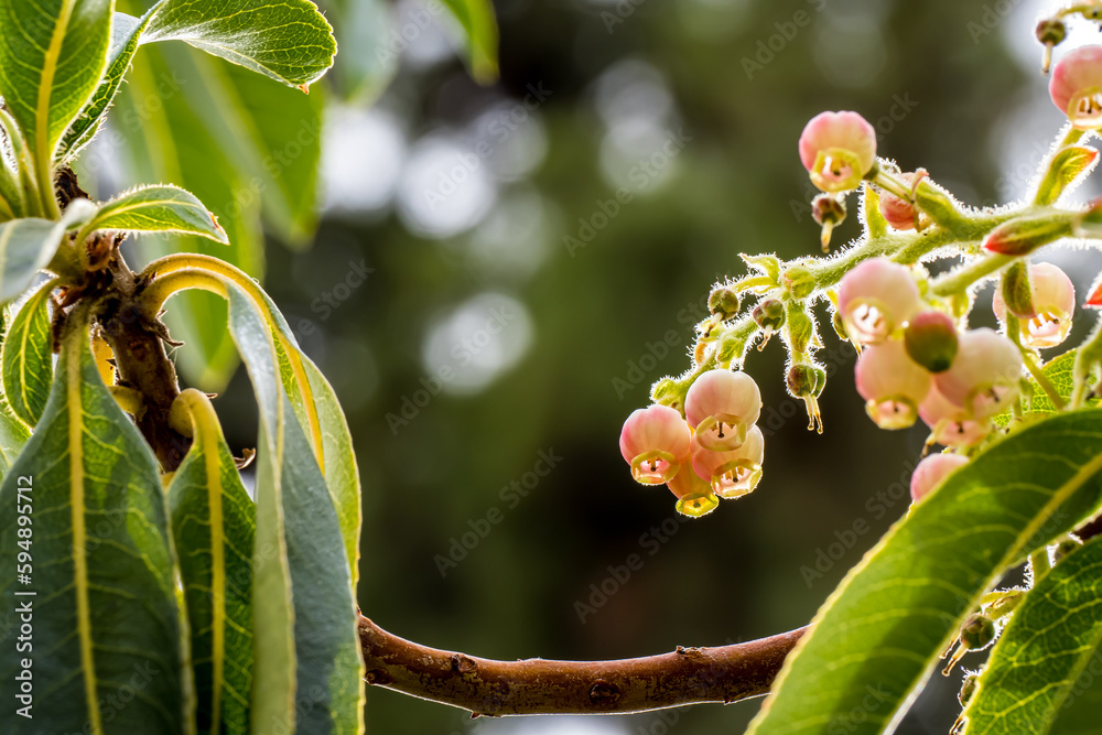 Foto de The beautiful Arbutus Canariensis, Canary Strawberry Tree, is ...