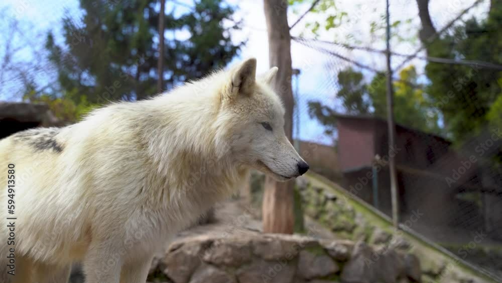 Arctic wolf inside the cage at Belgrade Zoo 4K. Belgrade, Serbia ...