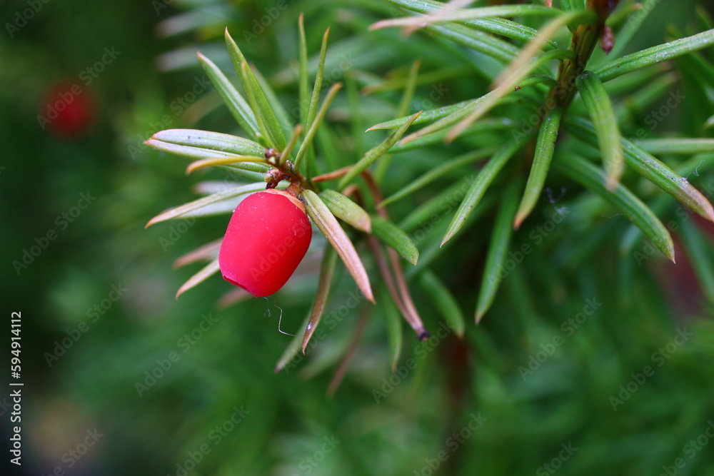 Cis pospolity Taxus baccata drzwo krzew Stock Photo | Adobe Stock
