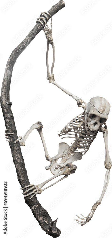 Isolated PNG cutout of a monkey skeleton hanging on a branch on a ...
