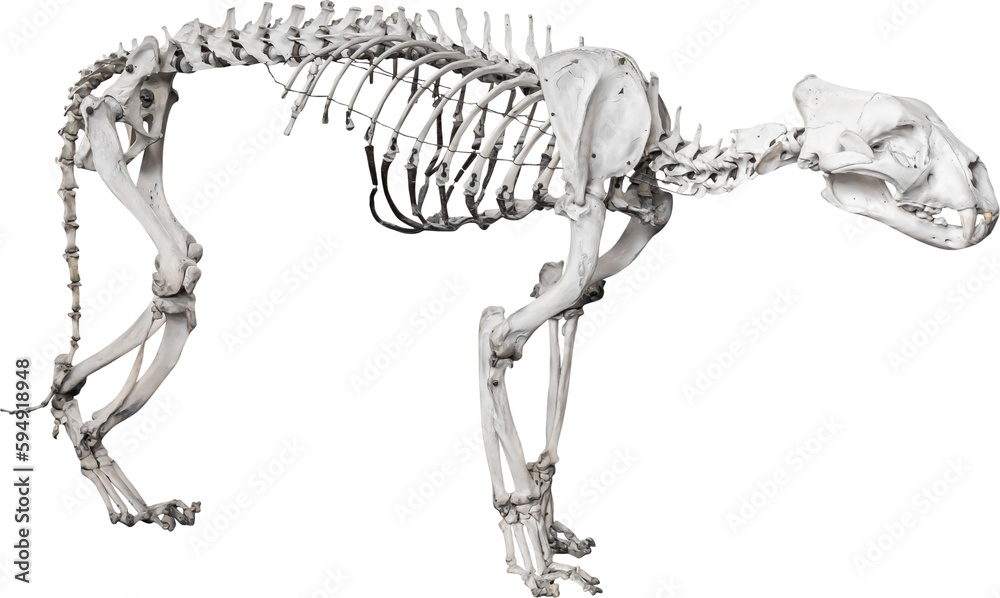 Isolated PNG cutout of a hyena skeleton on a transparent background ...