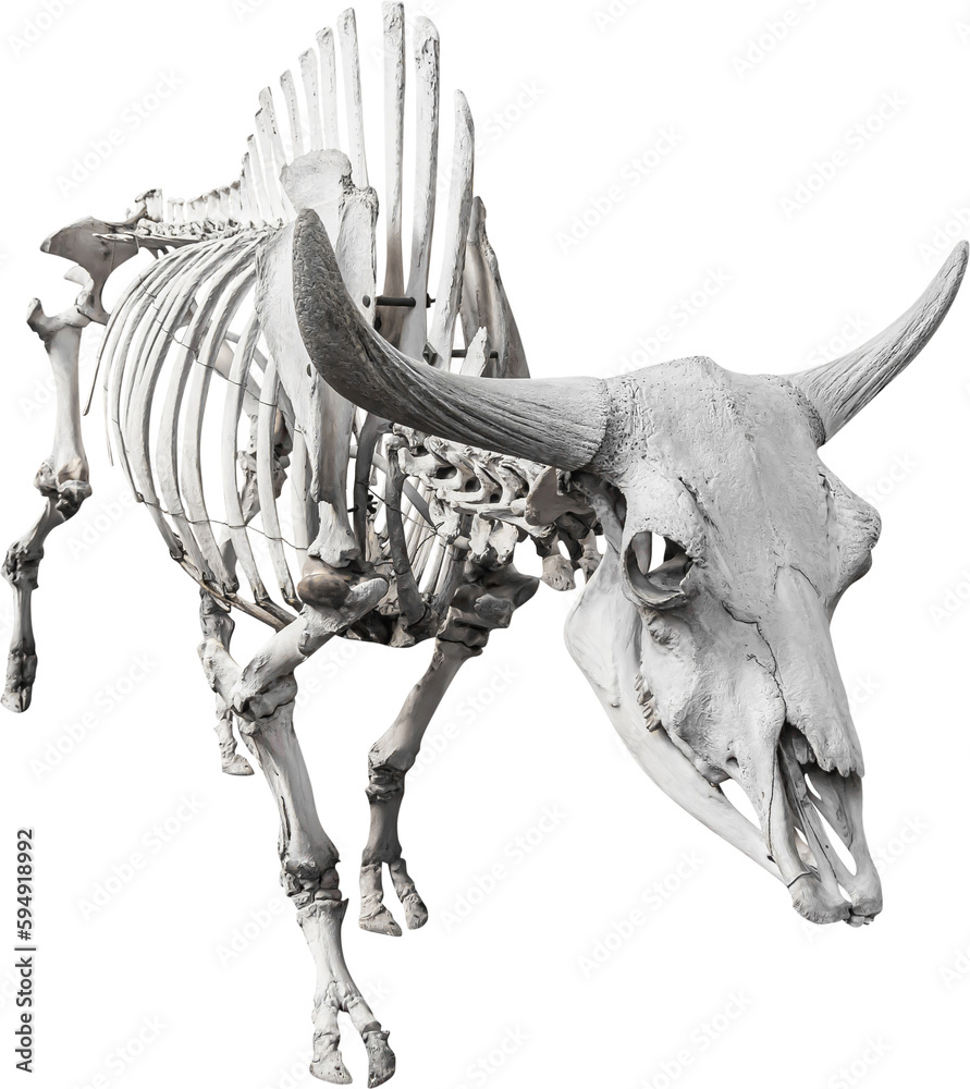 Isolated PNG cutout of a yak skeleton on a transparent background ...