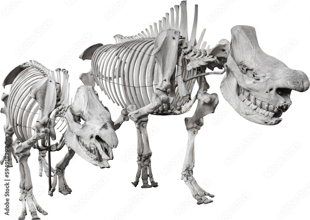 Isolated PNG cutout of a rhinoceros skeleton on a transparent ...
