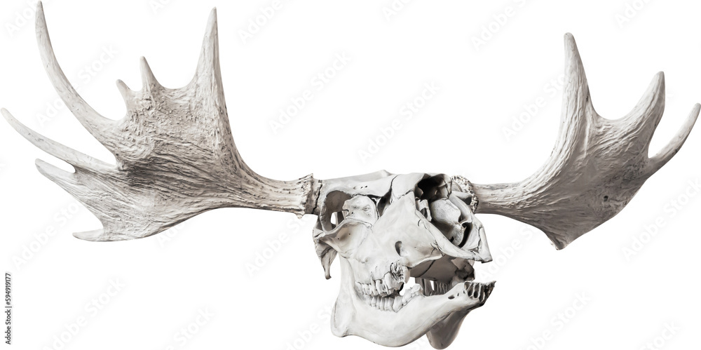 Isolated PNG cutout of an elk skull on a transparent background, ideal ...