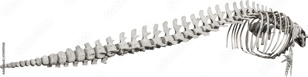 Isolated PNG cutout of a whale skeleton on a transparent background ...