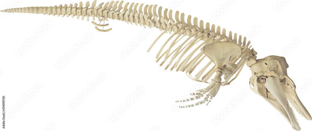 Isolated PNG cutout of a dolphin skeleton on a transparent background ...