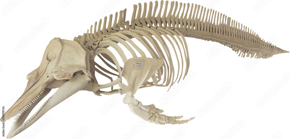 Isolated PNG cutout of a dolphin skeleton on a transparent background ...