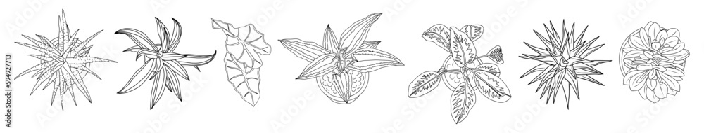 Set of different house plants top view line drawing for landscape ...