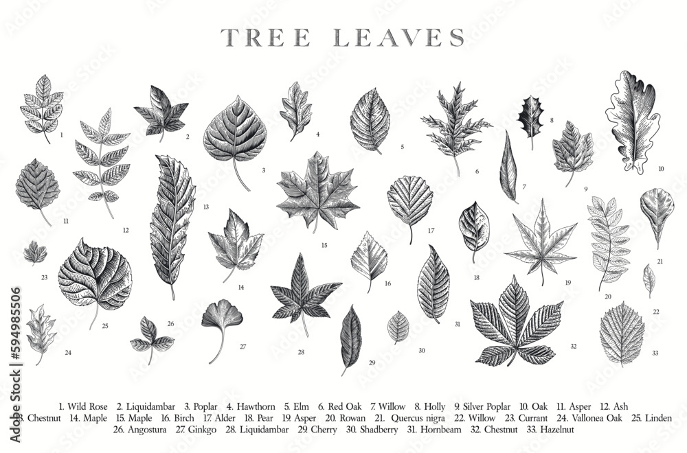 Tree Leaves. Vector vintage illustration. Black and white Stock Vector ...