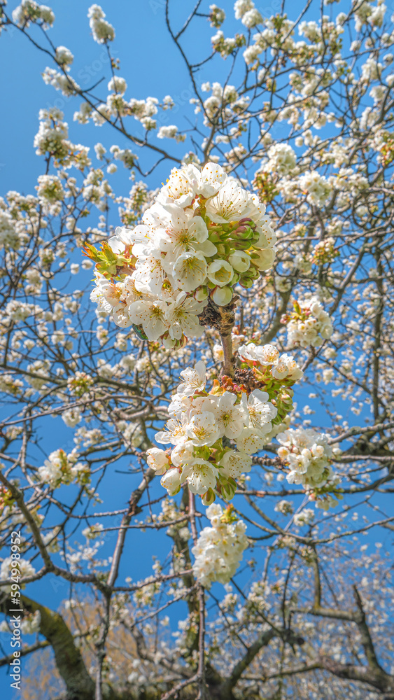 Japanese cherry tree aka Sakura bloom in early Spring in house garden ...
