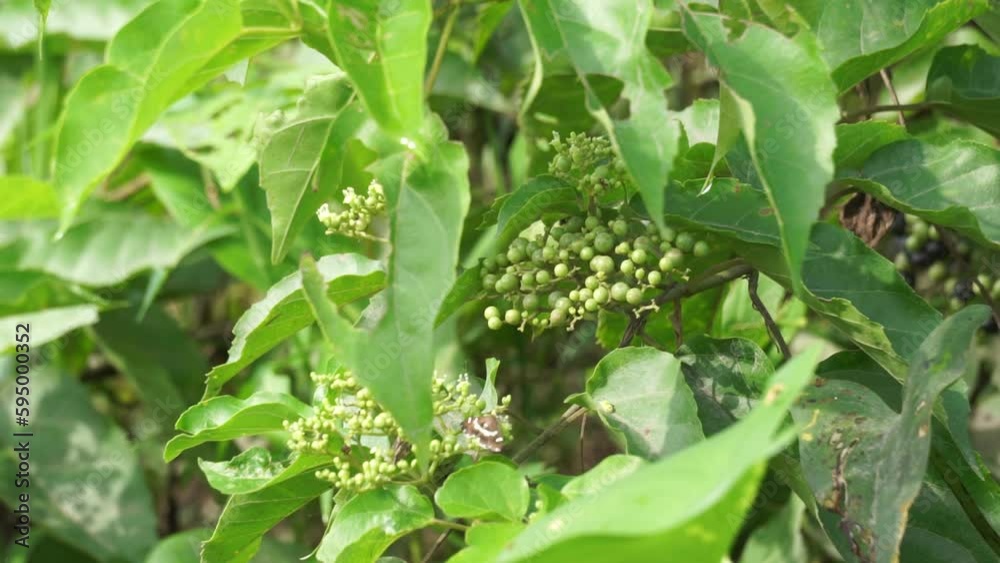 Premna foetida Reine (Daun singkil, waung, berbuas, buas-buas, ambong ...