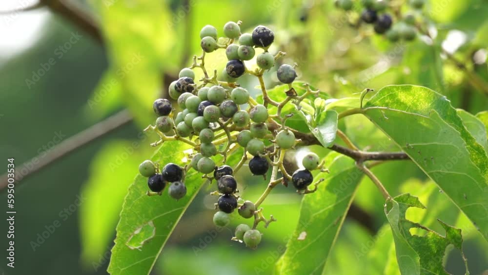 Premna foetida Reine (Daun singkil, waung, berbuas, buas-buas, ambong ...