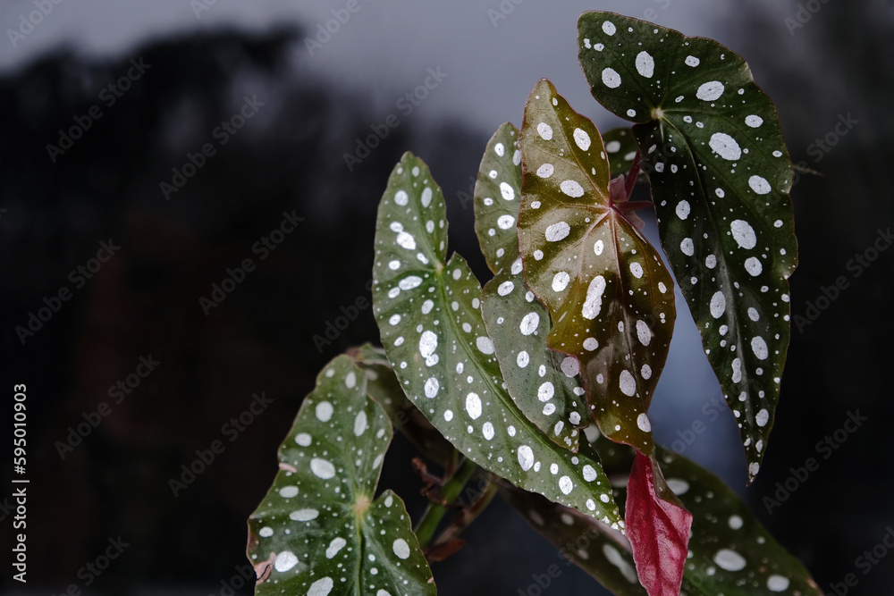 Begonia maculata plant on a grey background. Trout begonia leaves with ...