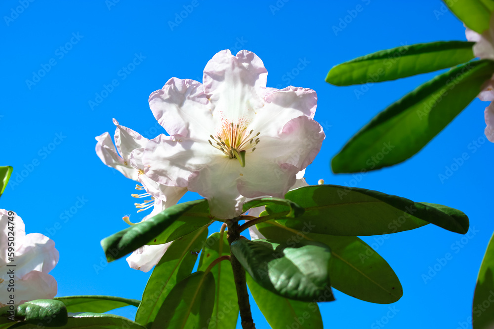 White beautiful azalea flower with green leaves against a blue clear ...