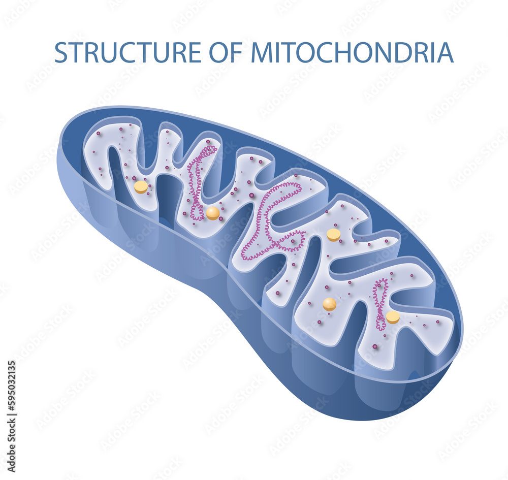 Components of a typical mitochondrion ilustração do Stock | Adobe Stock