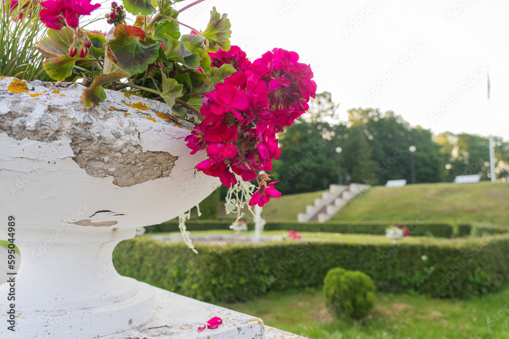 Vintage flowerpots with pink pelargoniums in Toila Oru Park, Estonia ...