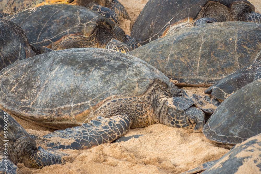 Hawaiian green sea turtles (Chelonia mydas) (honu) resting on the sands ...