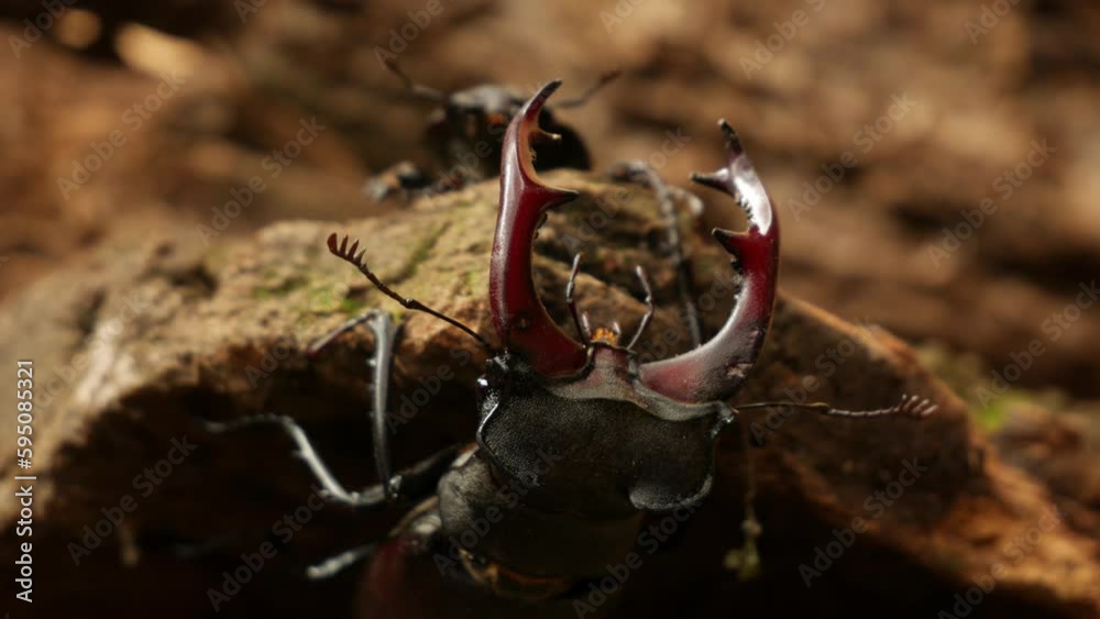 Deer beetles male and female on the bark of a tree close-up. Male stag ...