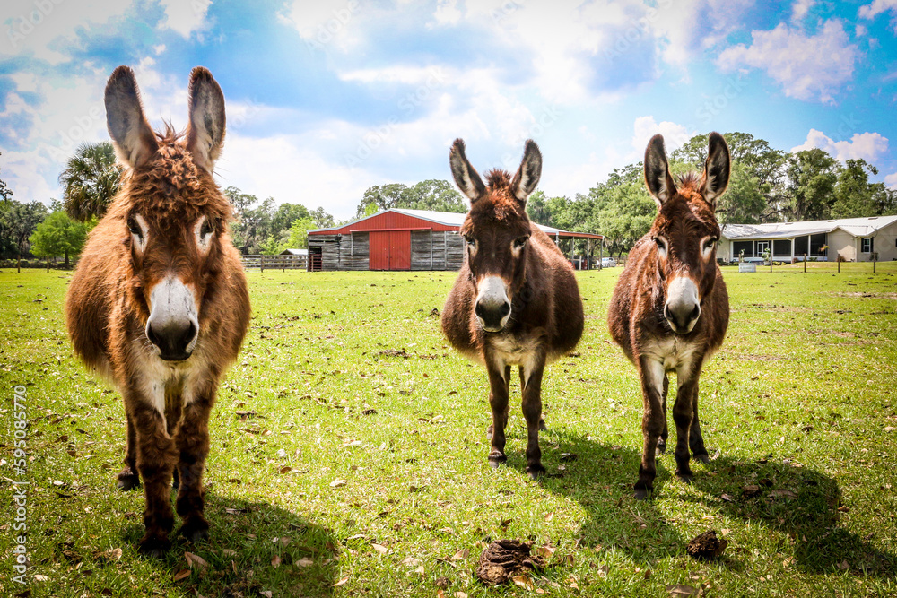 Three donkeys facing the camera in a field on a farm in Central Florida ...