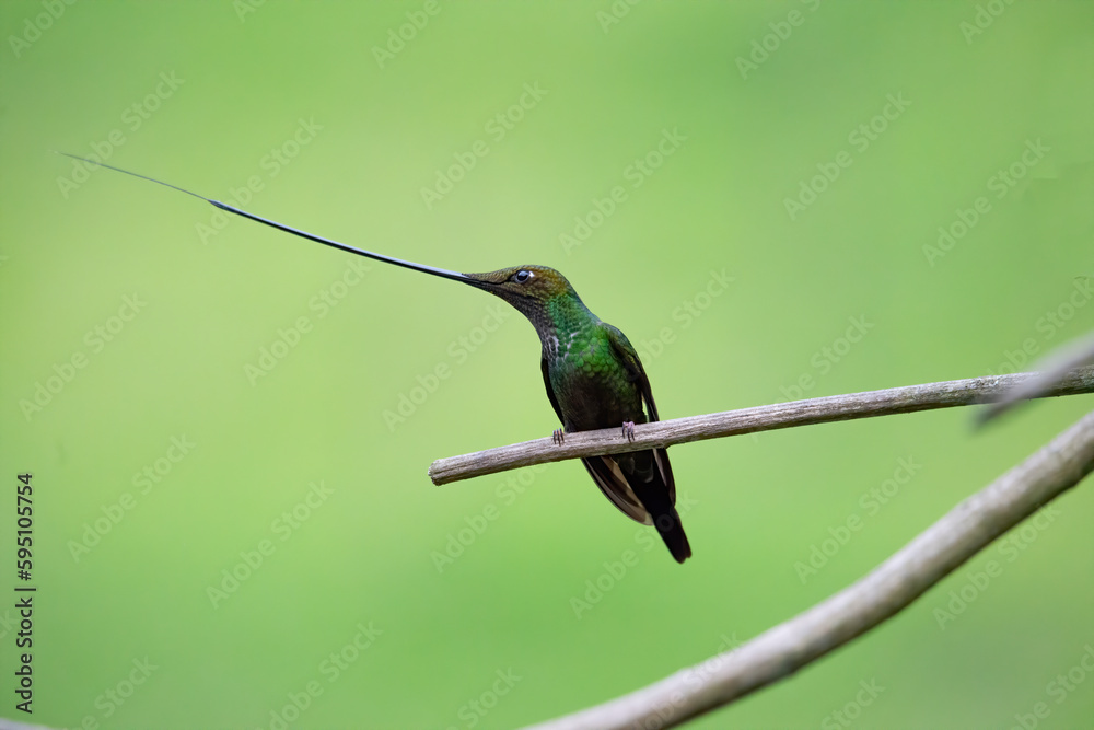 Species of hummingbird has the longest bill in proportion to its body ...