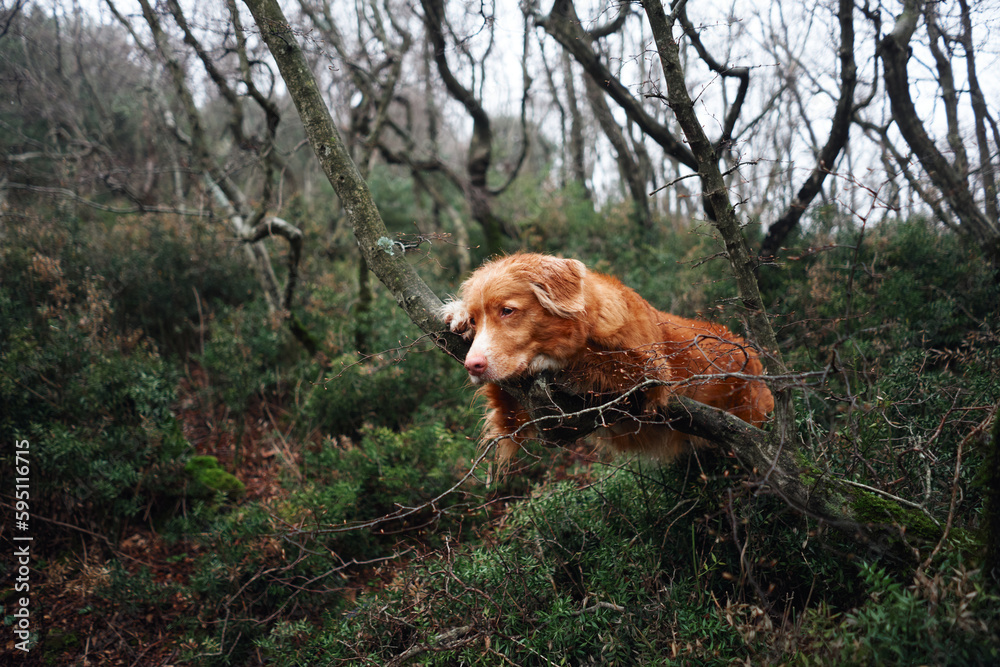 Foto de Red dog in a foggy forest. Nova Scotia duck tolling retriever ...