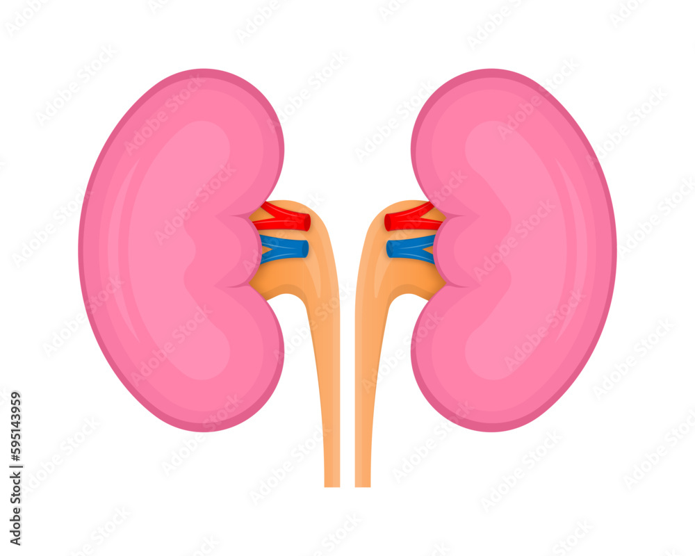 left and right Kidney. Anatomy human internal organ. Urinary system ...