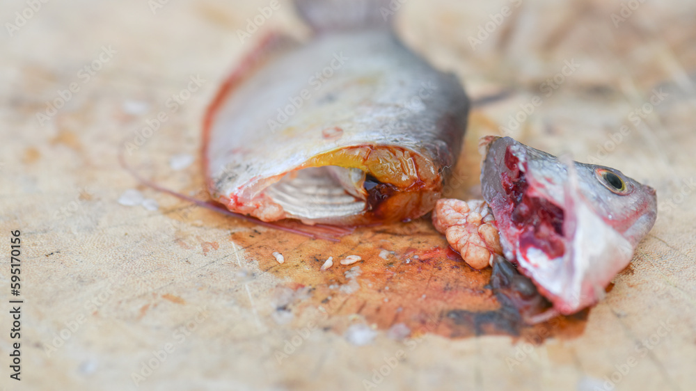 Scaled freshwater fish are prone to fluke, so consumption of this fish ...