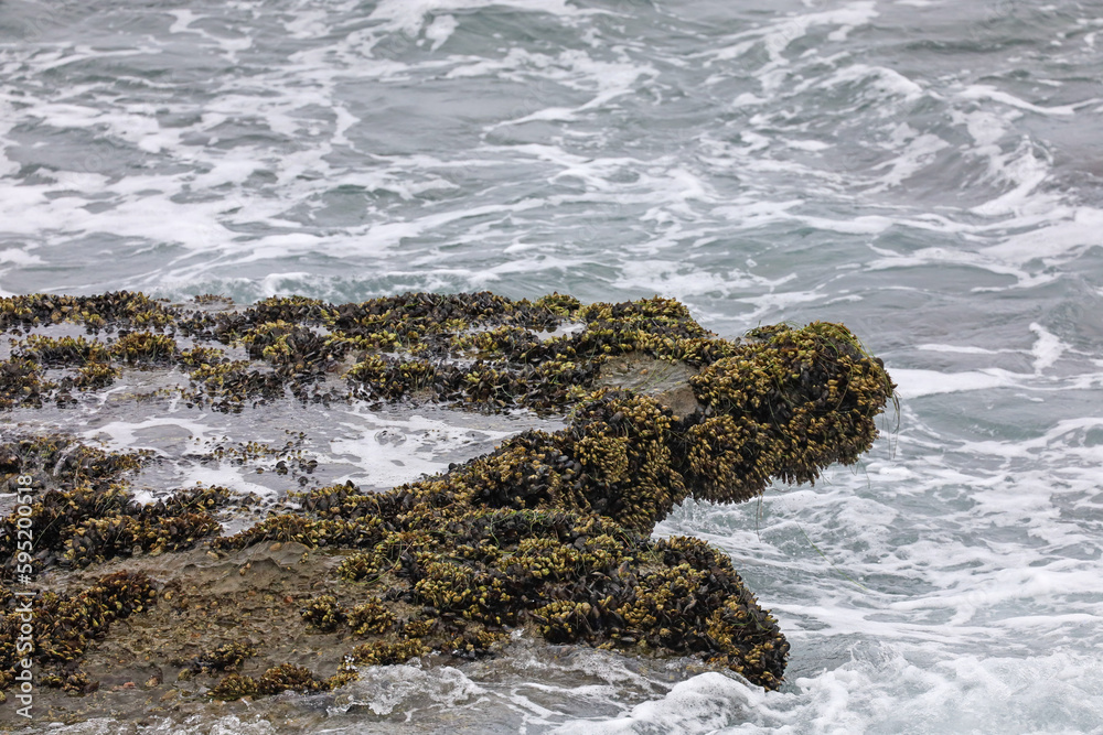 Tide pools on rock by the seashore with different types of crustaceans ...