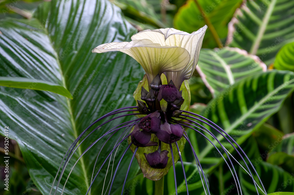 Sydney Australia, unusual flower of a tacca integrifolia or white ...