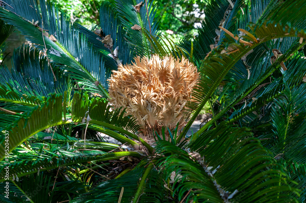 Sydney Australia, female flowers of a sago cycad native to the japanese ...