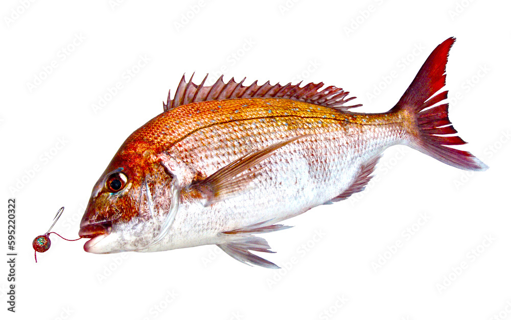 Retouched image of Red sea bream caught by Japanese Hitotsu-tenya ...