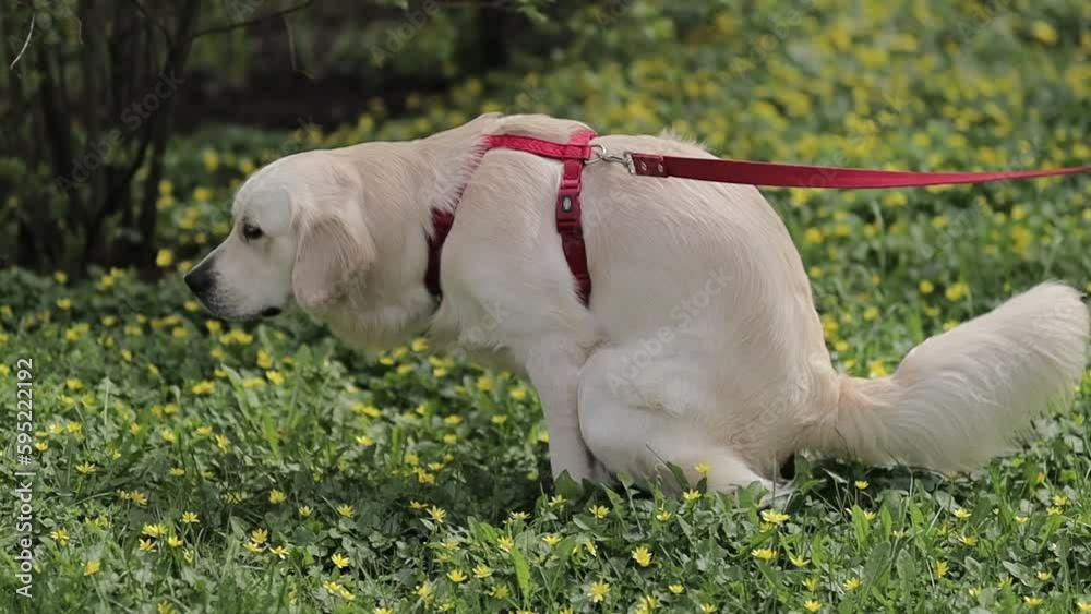 golden retriever pooping. Dog golden retriever poop, golden retriever ...