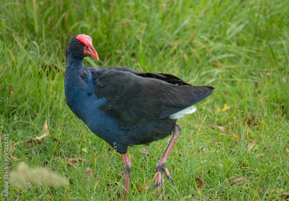 South Island takahe (Porphyrio hochstetteri), a flightless swamphen ... South Island takahe (Porphyrio hochstetteri), a flightless swamphen ...