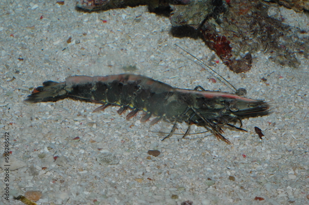 Foto de Giant Tiger Prawn (Penaeus monodon) taken in close-up ...