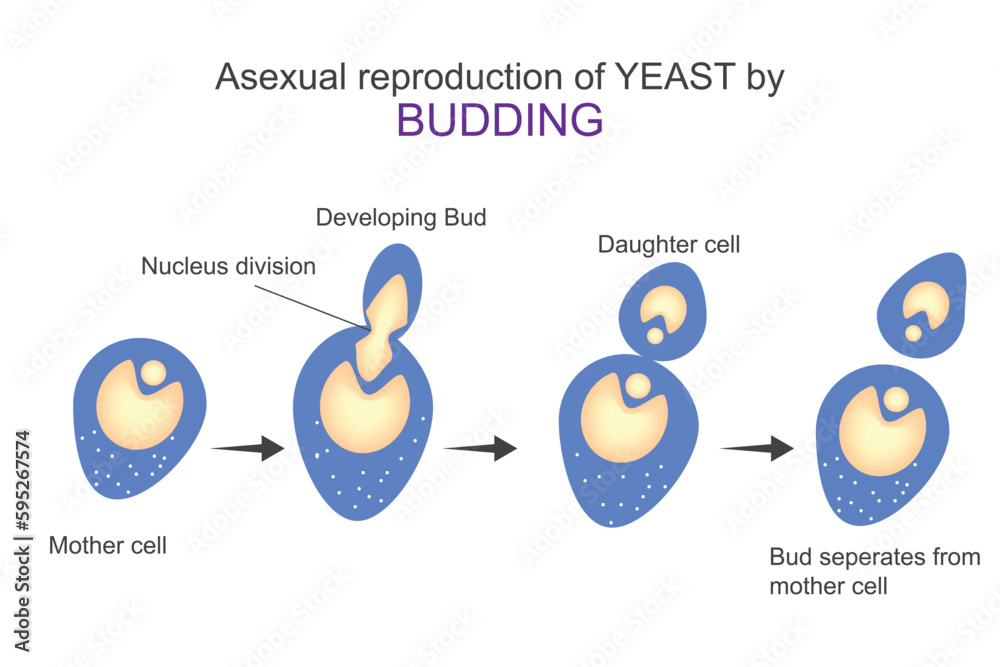 Asexual Reproduction Of Yeast By Budding Diagram Shows Steps Of Budding