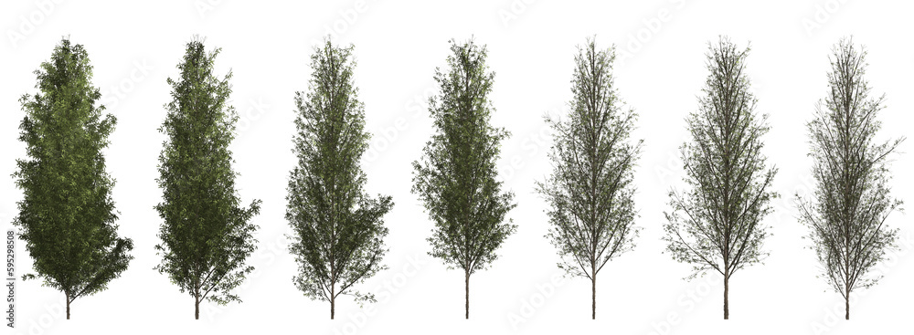 Cut out wild trees shapes. Set of trees in transparent backgrounds png ...
