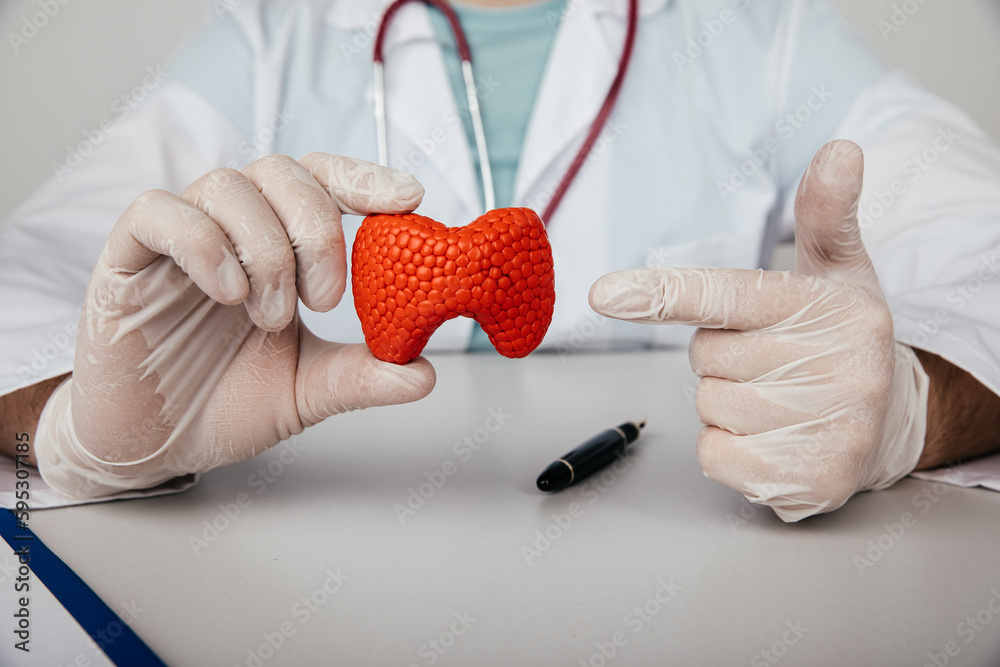 Endocrinologist shows model of thyroid. Disease prevention and health ...