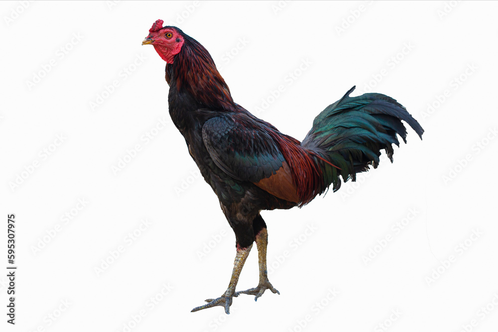 Rooster isolated on white background,colorful free range male rooster ... Rooster isolated on white background,colorful free range male rooster ...