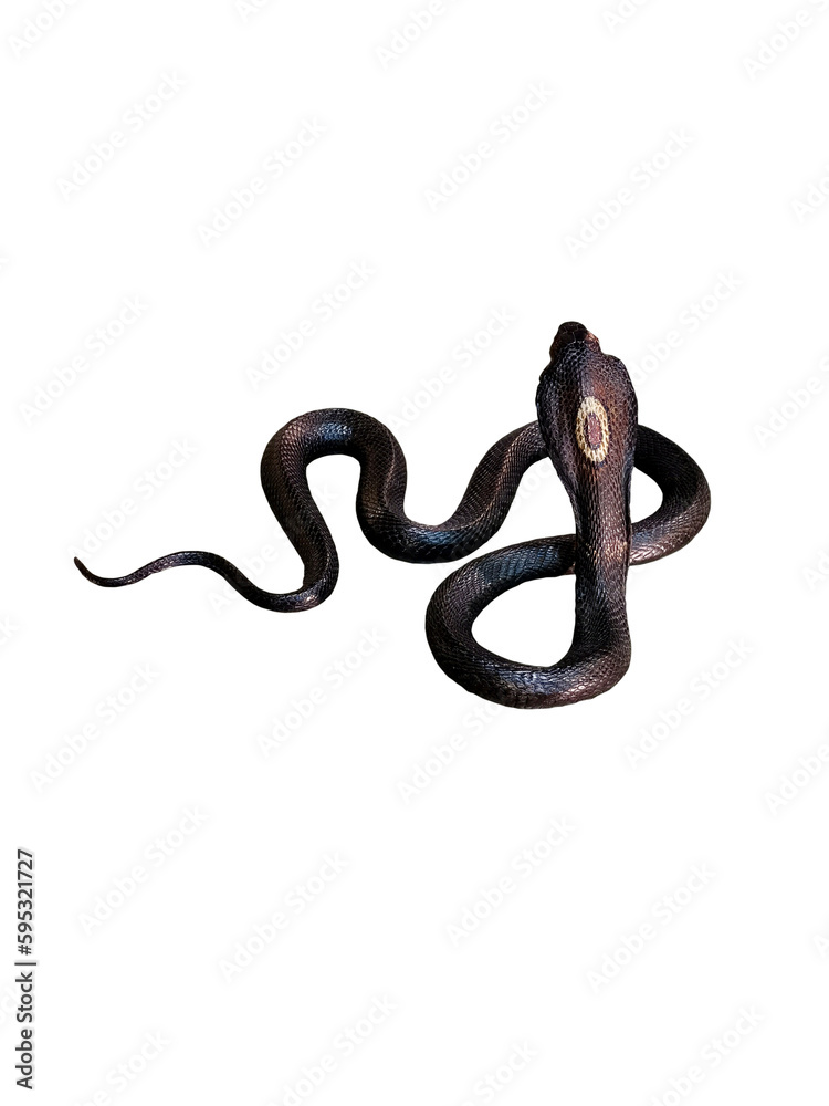 Cobra. Dead venomous snake caught and preserved for study on PNG ...