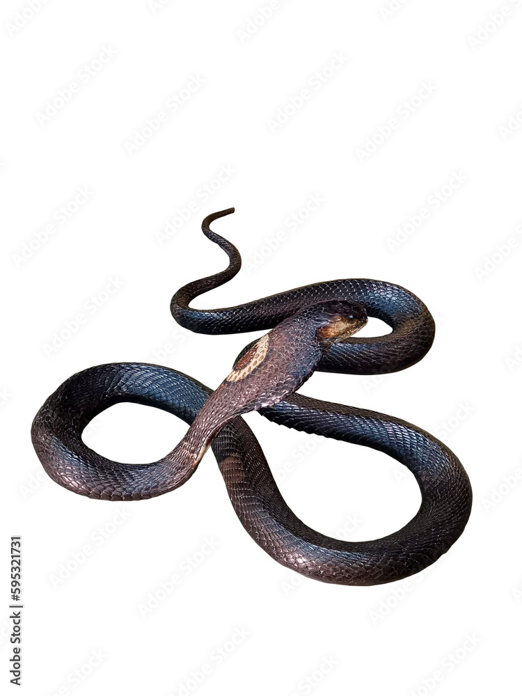 Cobra. Dead venomous snake caught and preserved for study on PNG ...