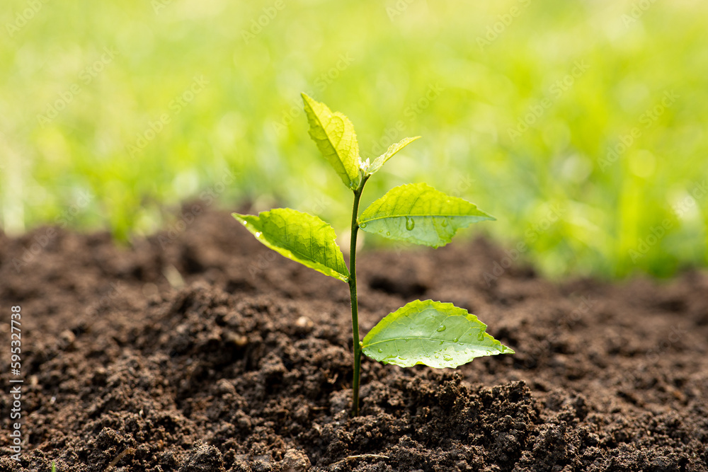 Baby plants growing on fertile soil with natural green background ...