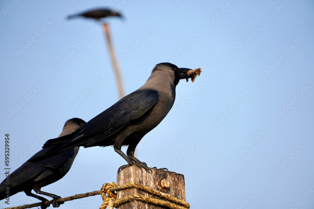 Crow with mouthful of food in beak standing over the wood in blue sky ...