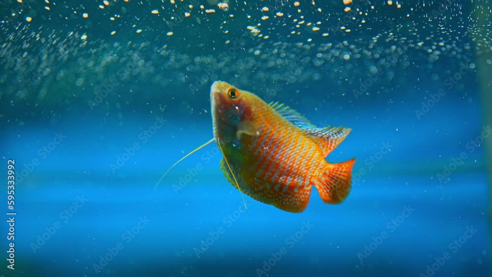 Dwarf Gourami fish, Trichogaster lalius, male specimen with red orange ...
